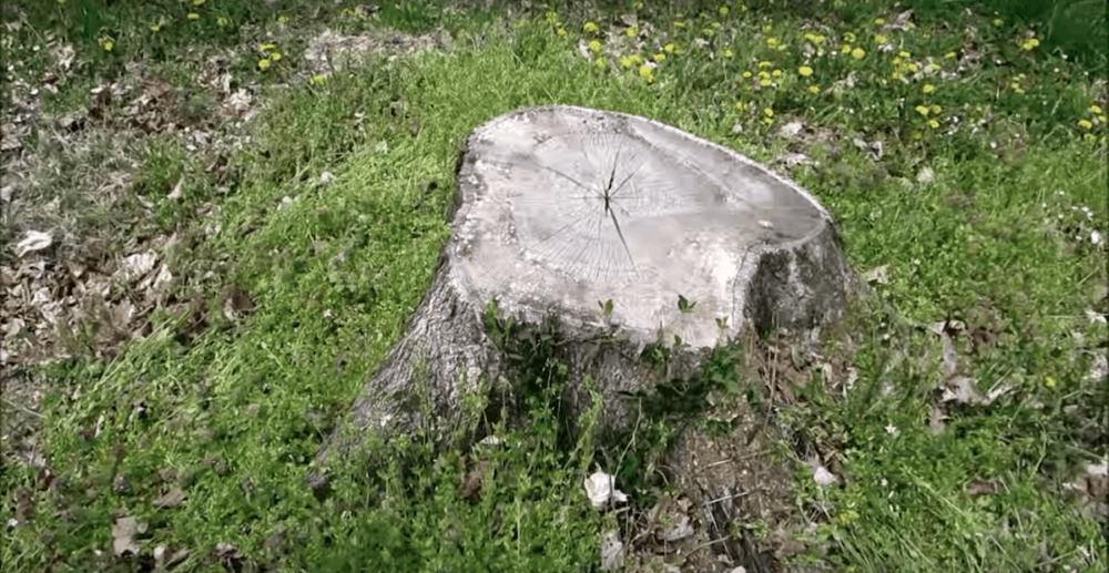 The Best Stump Killer for 2020- Complete Buying Guide & Reviews