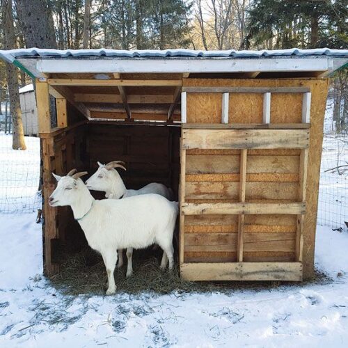 8 DIY Goat Shelter Plans You Can Build Today - The Saw Guy